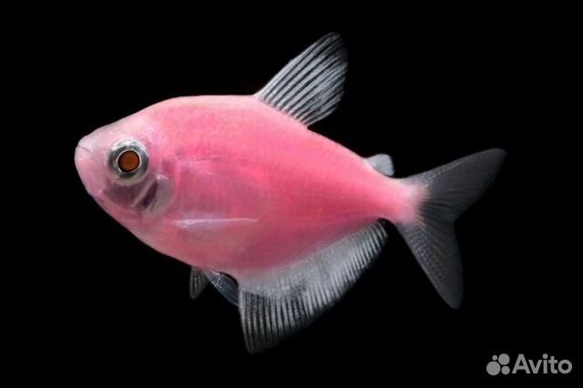 Тернеция Glo Fish собственного разведения