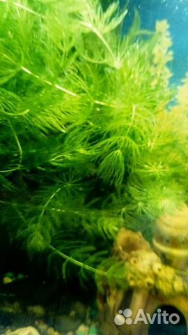 Аквариумное растение роголисник
