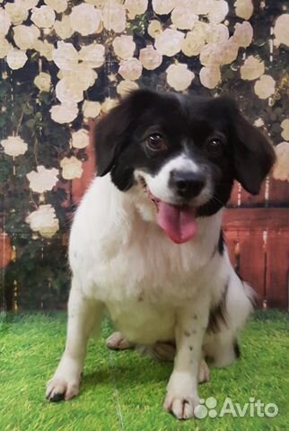 Идеальная собака в дар