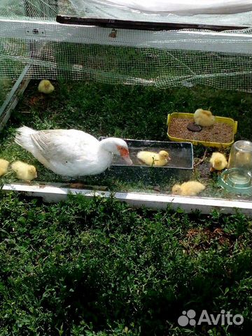 Утята индоутки