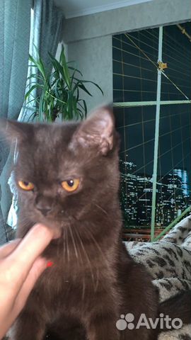Британка котёнок-подросток