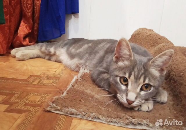 Чудесная нежная девочка котенок в добрые ручки