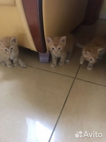 Котята