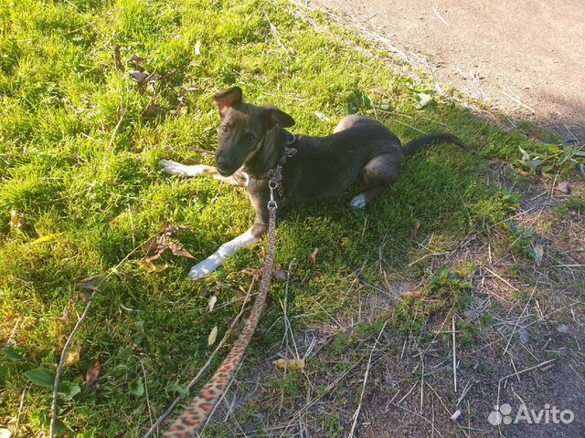 Щенок метиз овчарки