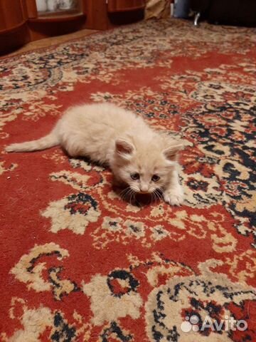 Котенок (мальчик)