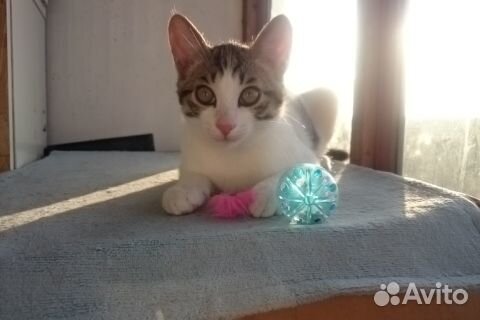 Волшебный котёнок в добрые руки