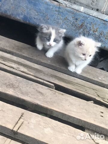 Уличные котята. Может кому нужны