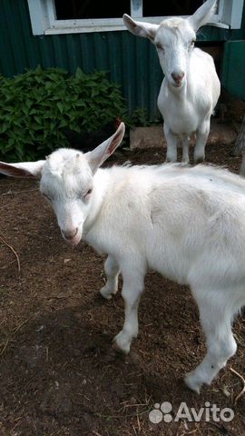 Козлики продажа или обмен
