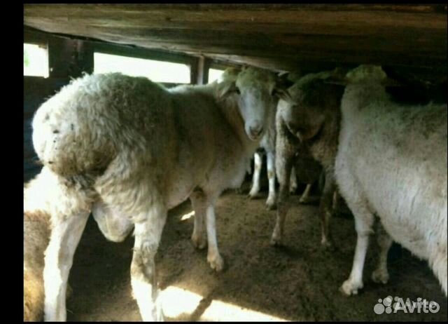 Бараны на Курбан