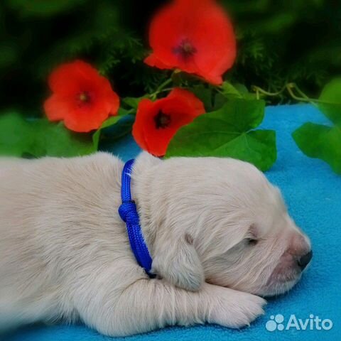 Золотистый Ретривер (Малыши Голдики)