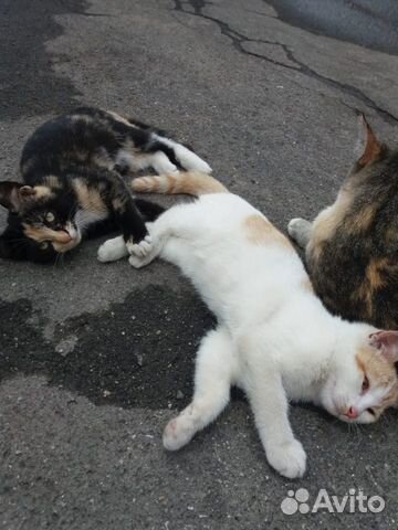 Котятки в добрые руки)