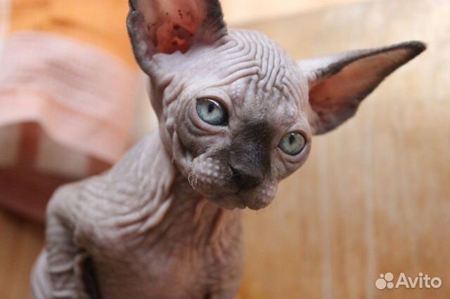 Котёнок сфинкс