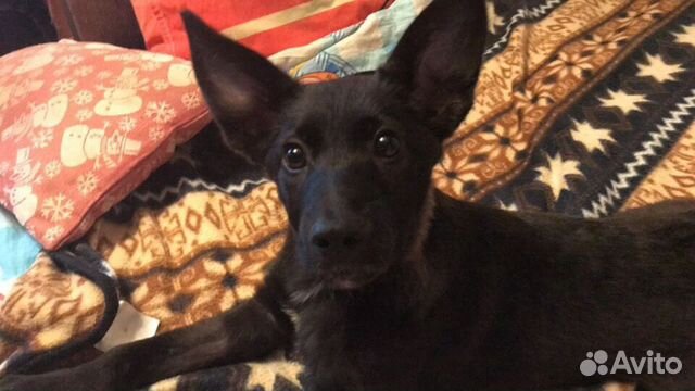 Черное сокровище, умный маленький щеночек