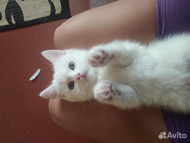 Шатландские котята