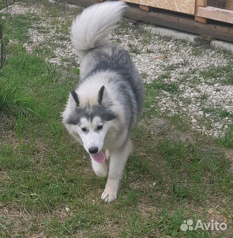 Девочка Хаски