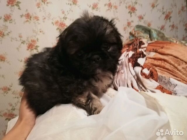 Щенки пекинеса