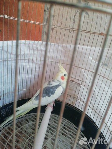 Папугай корелла