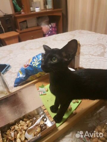 Ориентальный котенок
