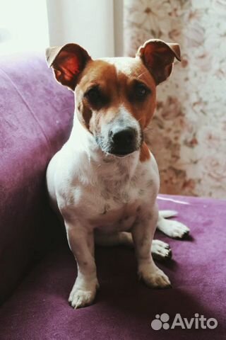 Вязка. Джек Рассел терьер