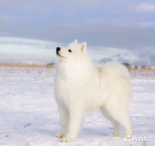 Самоед вязка