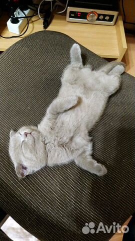 Вислоухий котёнок