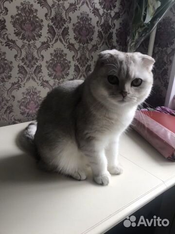 Котёнок скоттиш-Фолд; торг