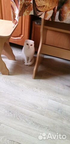 Кошка шотланка