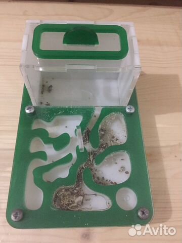 Формикарий