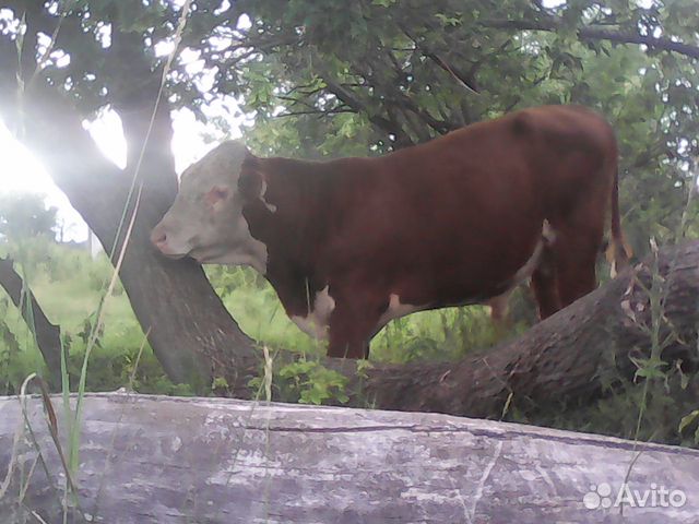 Быки и телята