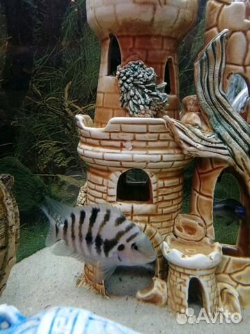 Пара цихлид