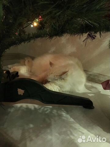 Персидский кот