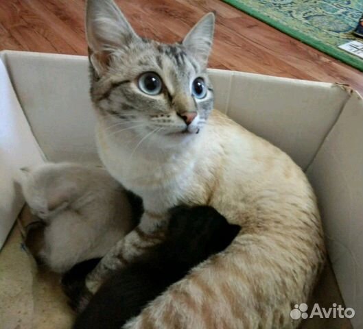 Котята мимишные