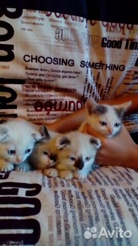 Котята от британской вислоухой