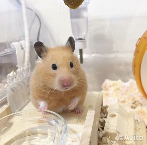 Сирийский хомячки с клеткой