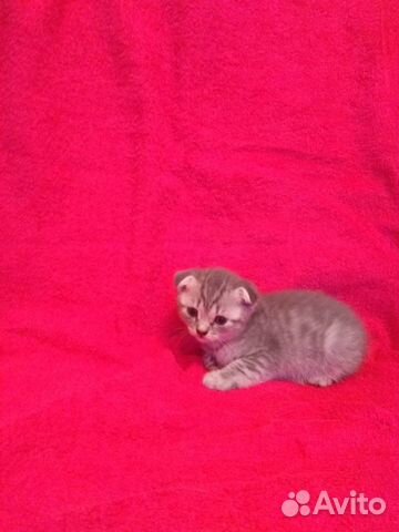 Продам котёнка