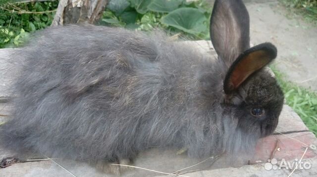 Крольчата 2 мес пуховые и нет