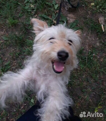 Ванилька 1год 35 см в холке