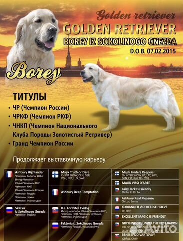 Золотистый ретривер вязка