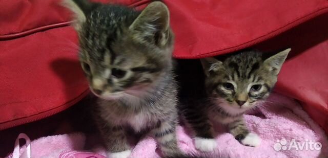Очаровательные котята