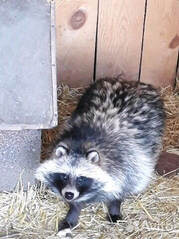 Енотовидные собаки