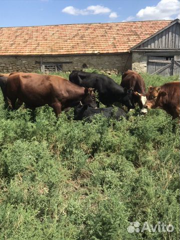 Быки телки коровы