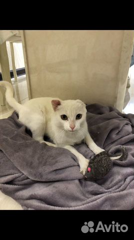 Котик Каспер ищет добрые руки