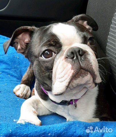 Бостон терьер кобель
