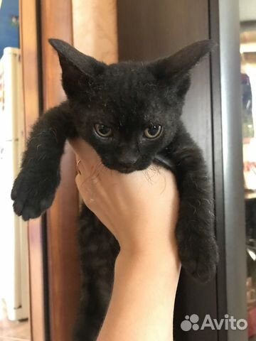 Отдам котят, смесь сфинкса и корниш-рекса, в добры