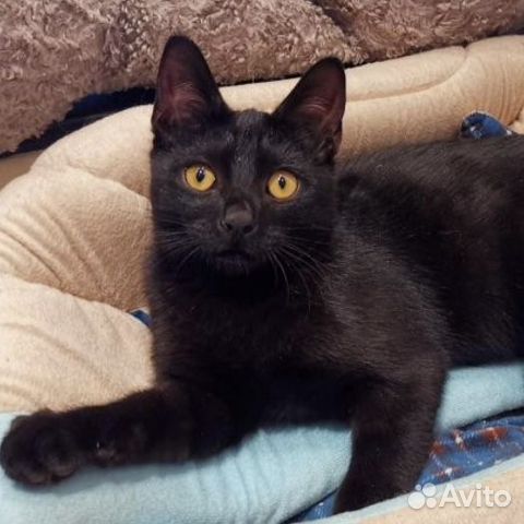 Чёрная пантера котёнок ищет дом