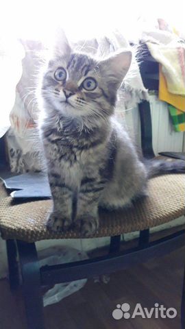 Отдам Котенка