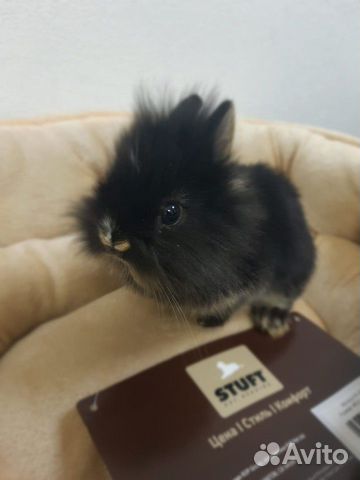 Карликовый крольчонок 900 гр