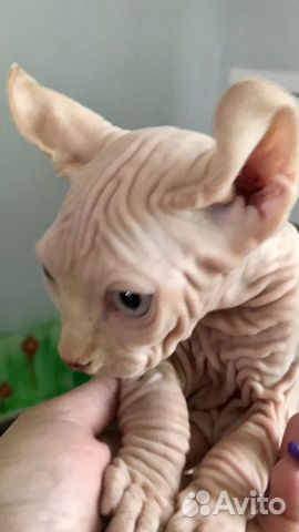 Канадский сфинкс-эльф