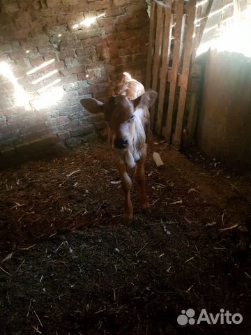 Тёлочка подсосная