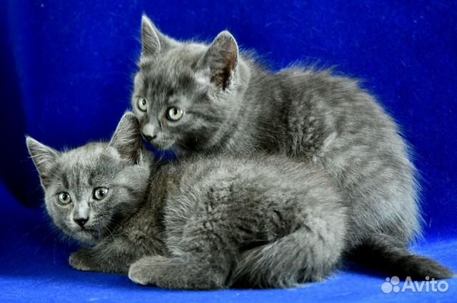 Метисы русской голубой (2 месяца) с доставкой